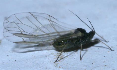 Small Dark Insect With Clear Wings Rhopalosiphum Bugguidenet