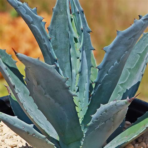 Shop Century Plant Agave Americana Care And Growing Guide Planet