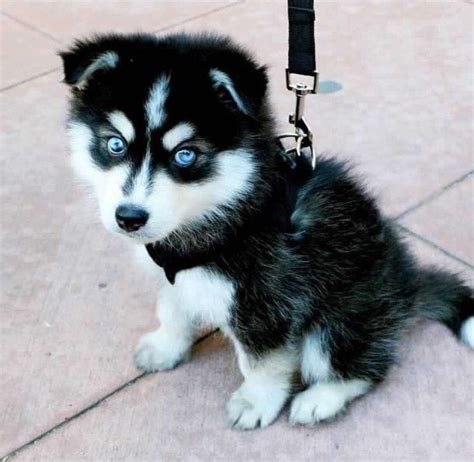 Baby Husky Puppies With Blue Eyes