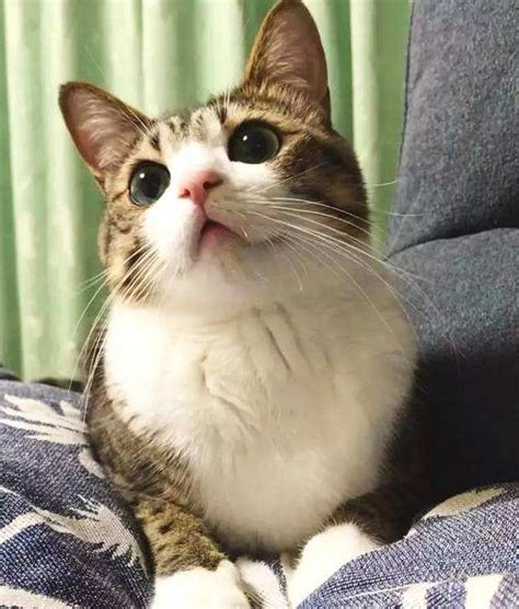 你知道在国外中国的狸花猫有多受欢迎吗？ 知乎