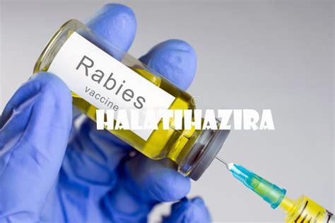 Rabies Vaccine Your Protection Against The Deadly Virus