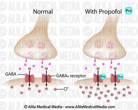 Alila Medical Media Propofol On Gaba Synapse Labeled Medical