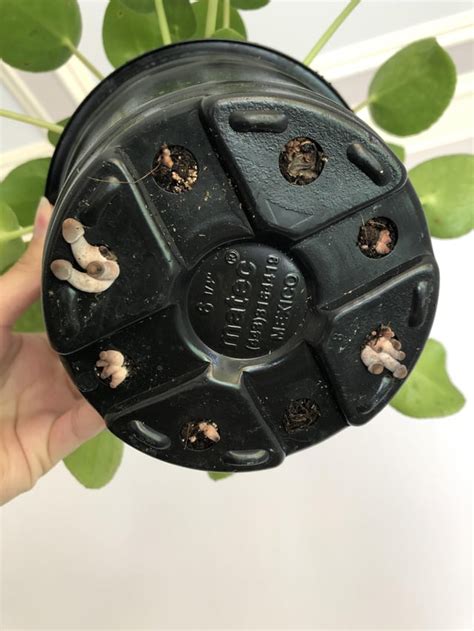 Mushrooms Releasing Their Spores At Night In Order To Propegate