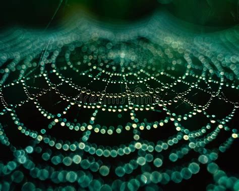 Close Up Of A Spiders Intricate Web Stock Photo Image Of Efficiency Entrapment