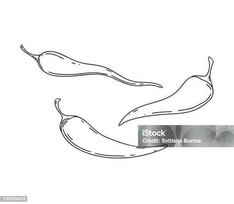 칠리 페퍼 흑인과 백인 그래픽 일러스트 레이 션 손으로 그린 선 흰색 배경에 고립 일러스트 레이 션 건강한 식생활에 대한 스톡 벡터 아트 및 기타 이미지 Istock
