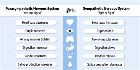 Dysautonomia The Ehlers Danlos Society