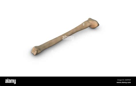 Human Tibia Bone Isolated On White Background Stock Photo Alamy