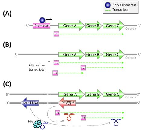 Complexity Of Bacterial Transcriptome A Operon Structure Of Download Scientific Diagram