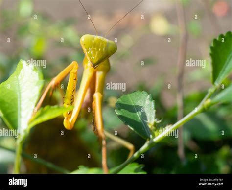 Praying Mantises Are An Order Mantodea Of Insects That Contains Over