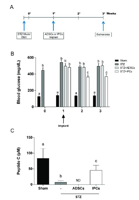 Implant Of Ipcs From Adscs In Diabetic Rats Ipcs Or Adscs Were Download Scientific Diagram