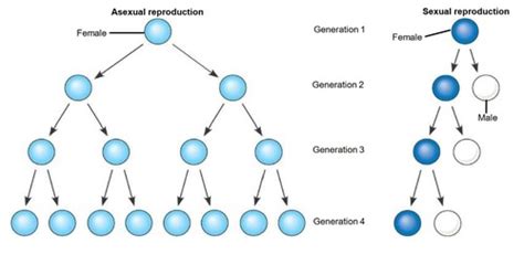 Exam 1 Biology Lecture Notes Flashcards Quizlet