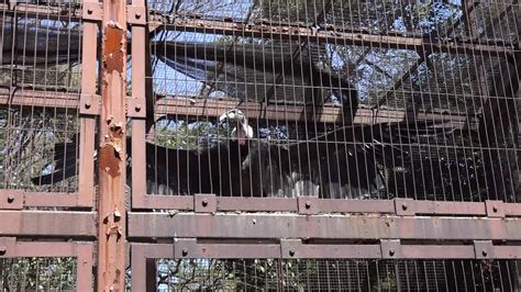 上に居たコンドルがコシジロハゲワシに向かって羽を広げてます 東園 上野動物園 00022 YouTube