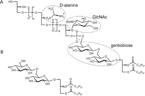 Chemical Structure Of Synthetic Lta And Lta Anchor Structure Of Download Scientific Diagram