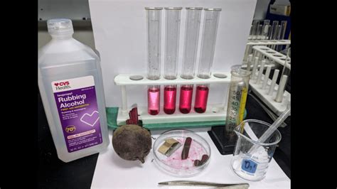 Use Beets To Explore Membrane Permeability