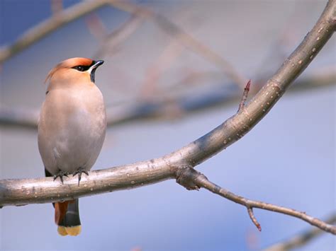 Kotlin ジェネリクスの型投影 変位指定 共変でout Anyとは をサンプルコードと共にめちゃ簡単に説明してみる Ocテックノート