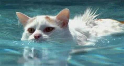 1 More Lap To Go Turkish Van Cats Swimming Cats Turkish Van