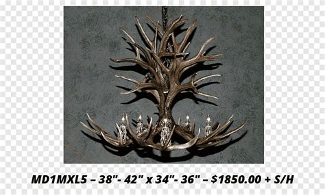 أبيض الذيل الغزلان موس الأيل بغل ، قرن الوعل قرن الوعل الحيوانات Png