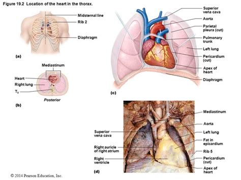 Heart And Lungs Location