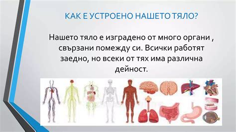 ОСНОВНИ ОРГАНИ В ЧОВЕШКОТО ТЯЛО 3 КЛАС Pptx