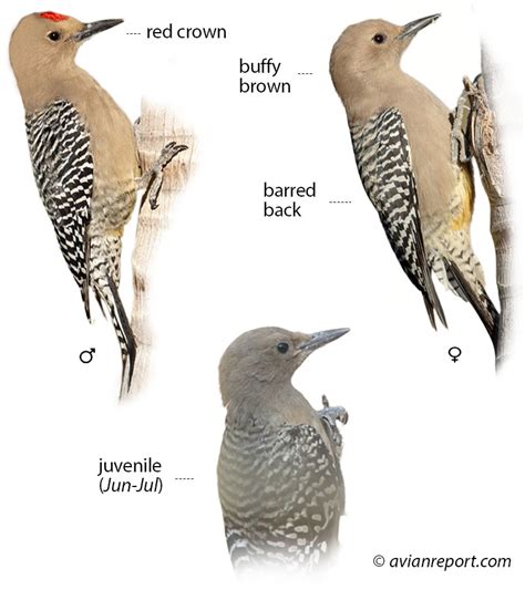 Woodpeckers Of The Southwest A Comprehensive Id Guide Avian Report