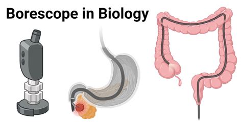 Borescope In Biology Definition Uses Limitations