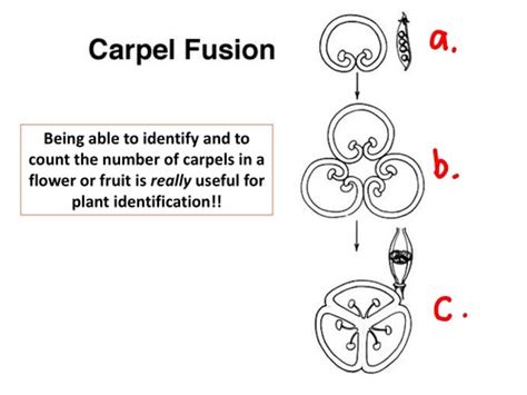 Lecture 16 Angiosperms Flashcards Quizlet
