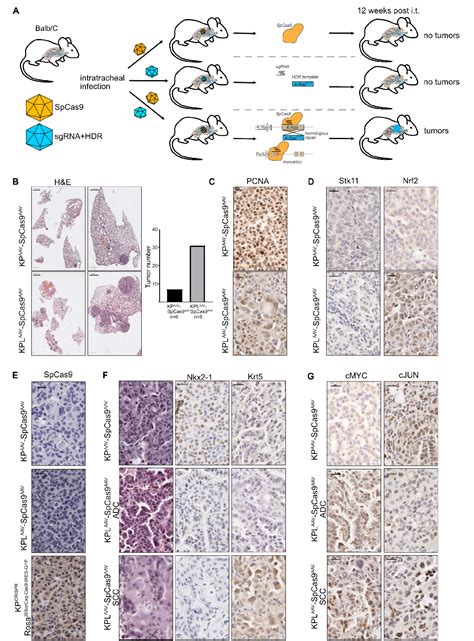 Figure 5 From Implementation Of Crisprcas9 Genome Editing To Generate Murine Lung Cancer Models