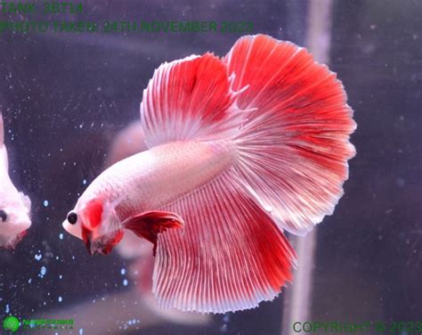 Assorted Cambodian Base Halfmoon Male Betta Nano Tanks Australia