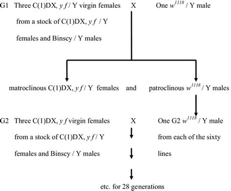 The Mating Scheme That Allowed For The Accumulation Of New Mutations On Download Scientific