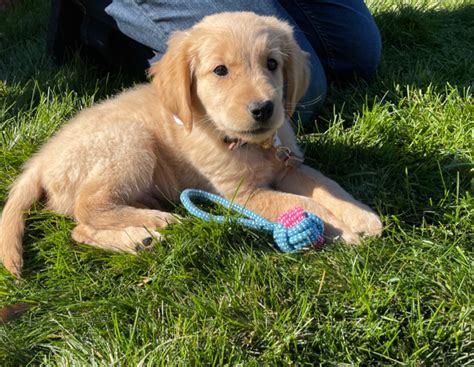 Hello Fishes In TCS BGC Form I Can See One Field For Emigration Check Not Required Stamp Not