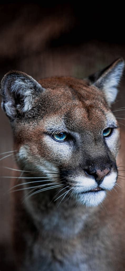 The Cougar Wallpapers New Permanent Exhibit Prowls Into Manitoba