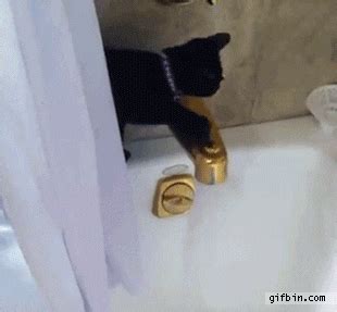 Cat Bath Find Share On GIPHY