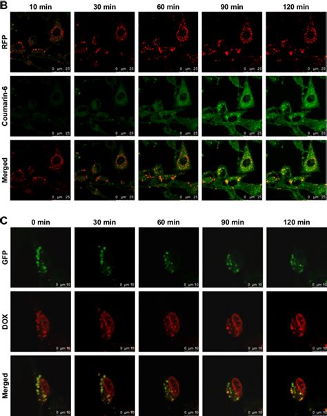 Cellular Internalization And Lysosomal Escape Of Tf Cpp Ssl Observed By