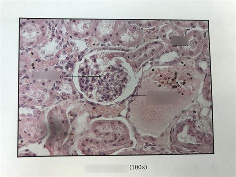 Slide Diagram Quizlet