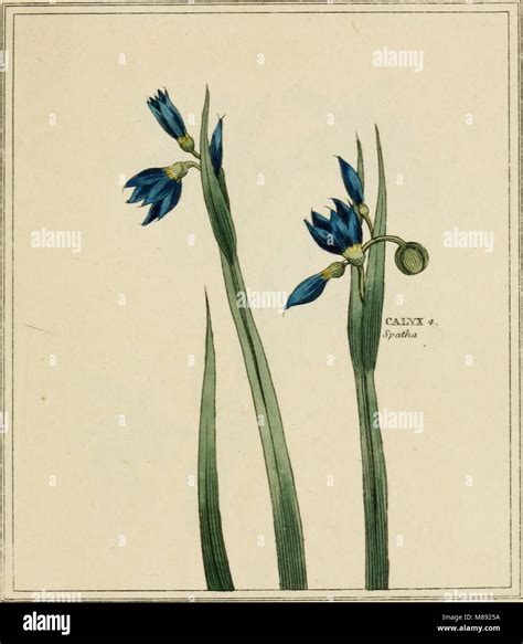 Elements Of The Science Of Botany 1812 By Linnaeus Provides Foundational Knowledge On Botany