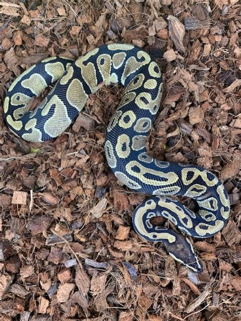 Normal 100 Het Hypo Ball Python By Black Sheep Exotics Az Morphmarket