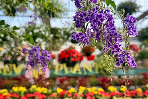 Eberts Greenhouse Village Ixonia Wi