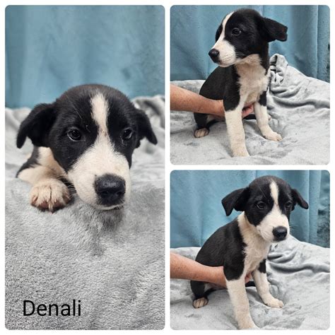 Vernon Meet Denali Name Denali Id 48225 D Breed Mixed Breed Age