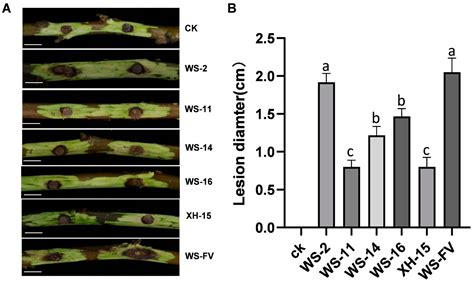 Identification Of Mycoviruses In Cytospora Chrysosperma Potential
