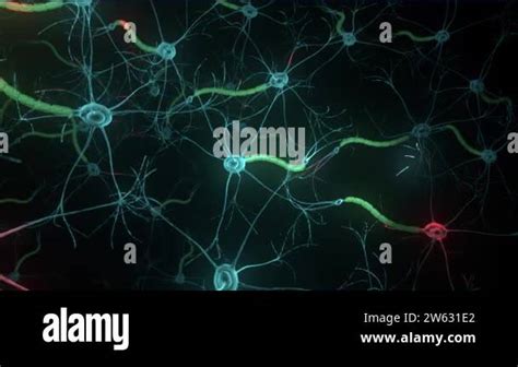 Electric Impulse Cell Nucleus Myelin Sheath Dendrites Signal Biology Receptor Human