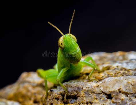 Grasshopper Weave Made From Coconut Leaves Isolated On White Background