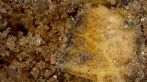 Deep In The Soil Profile LandScan