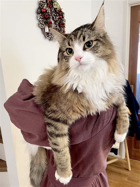 お迎えから半年でこんなにもビッグに！「クソデカ北欧猫」として愛される大型猫しろあんちゃん｜ねこナビ