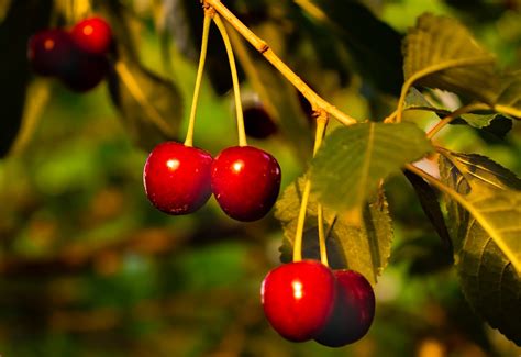 Облачинска вишна Яблена натура и Партнърс ООД Био продукти произведени в България