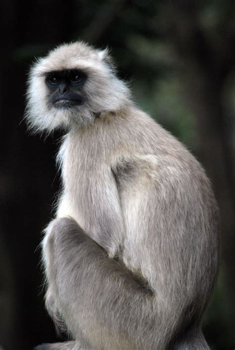 Northern Plains Gray Langur Semnopithecus Entellus Picture Nature