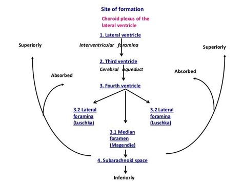 Medical World Csf Flows From The Lateral Ventricles Via