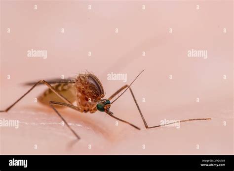 Culex Pipiens Commonly Referred To As The Common House Mosquito Stock