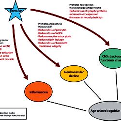The Impacts Of Exercise On Age Related Cognitive Decline