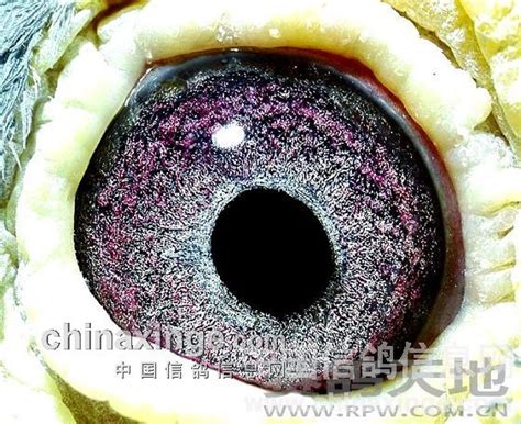 教你认识各种鸽眼 中信网各地鸽舍