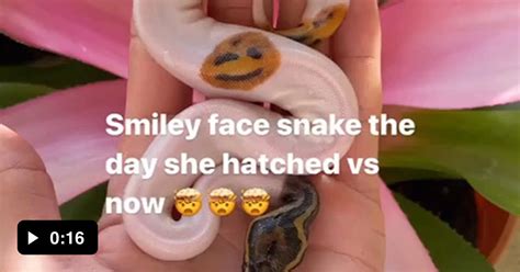 Pied Ball Python Born With A Smiley Face 9gag